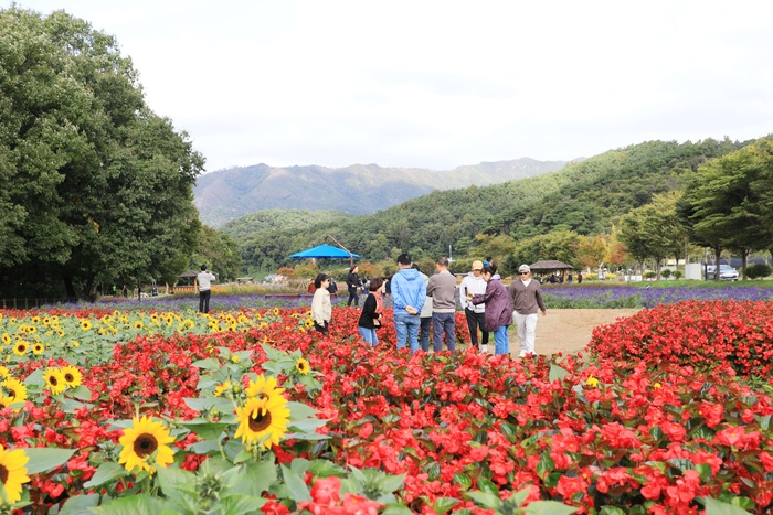 [포토] ‘가을꽃의 향연’ 함양 상림공원